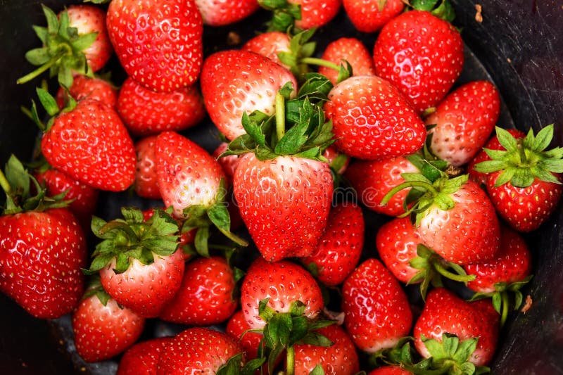 Top View of Fresh Strawberry Stock Photo - Image of food, detail: 105032642