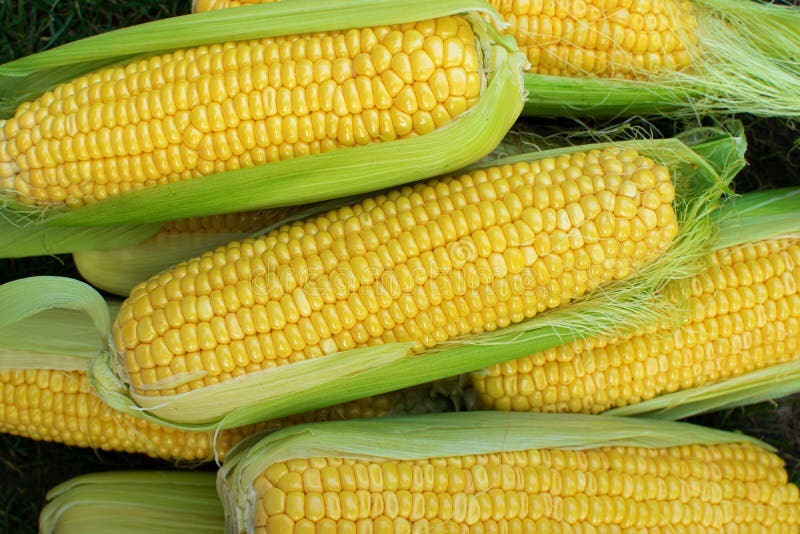 Top View of Freshly Harvested Ears of Corn Stock Image - Image of meal ...