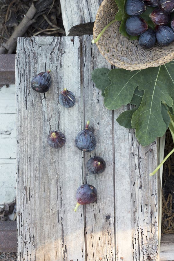 Top View of Freshly Picked Figs from the Tree in Front of Basket Stock ...