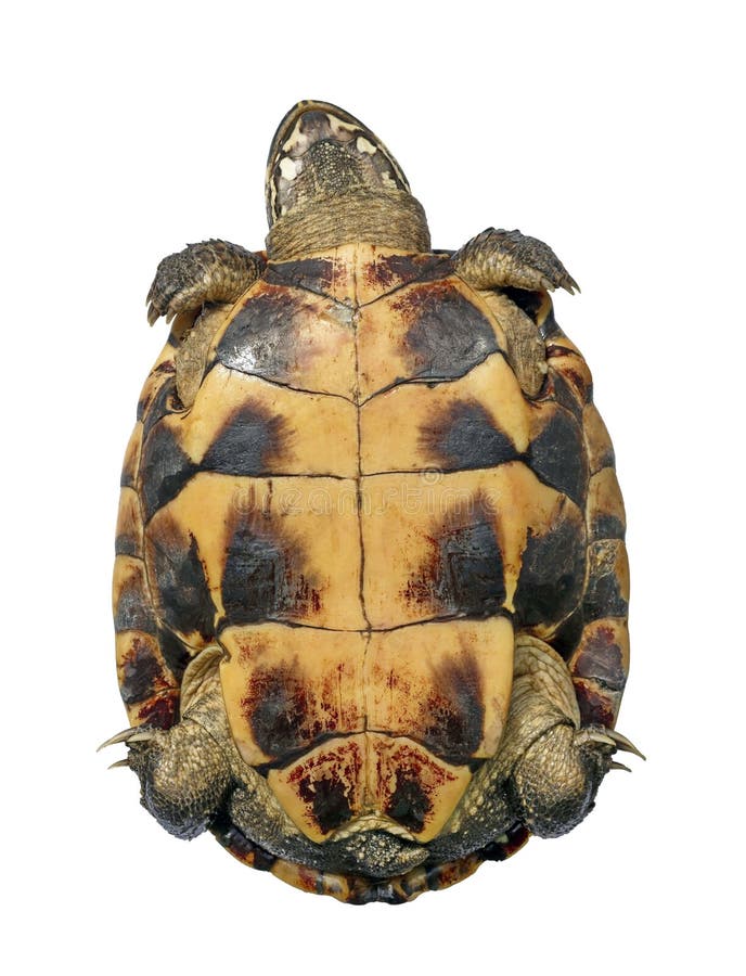 1,105 Turtle Top View Photos - Free & Royalty-Free Stock Photos from ...