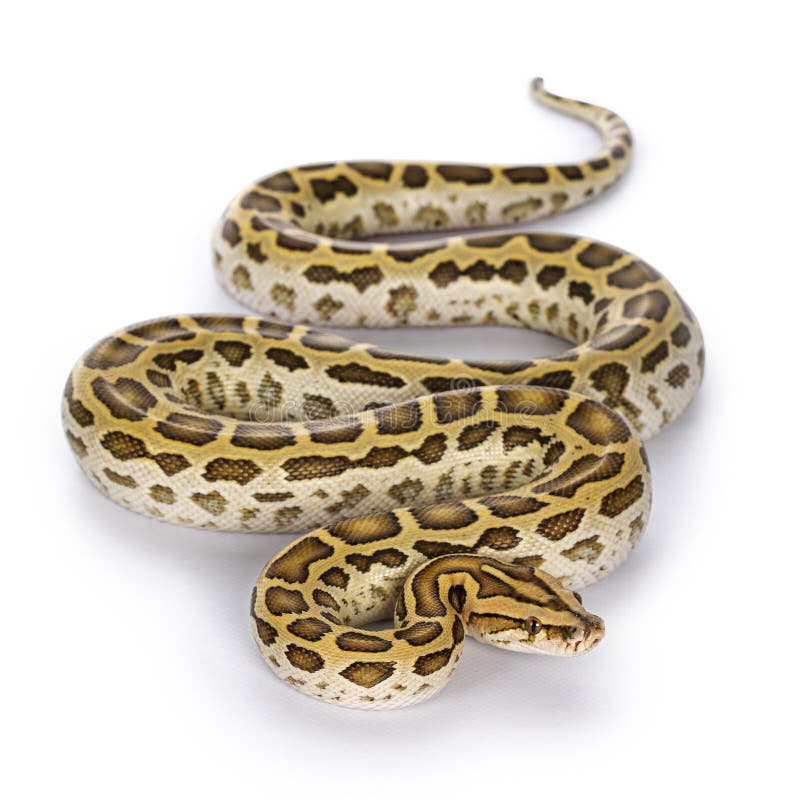 Hypo Burmese Python stock image. Image of zoology, python - 7283975