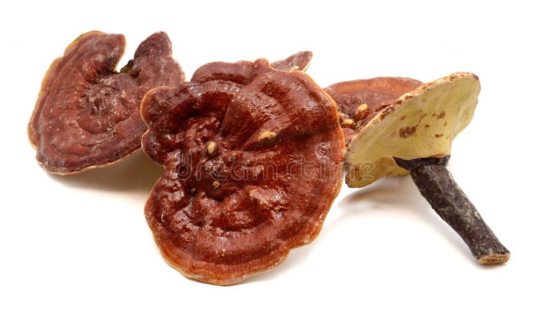 Top View of Ganoderma Lucidum Isolated on the White Background. Stock ...