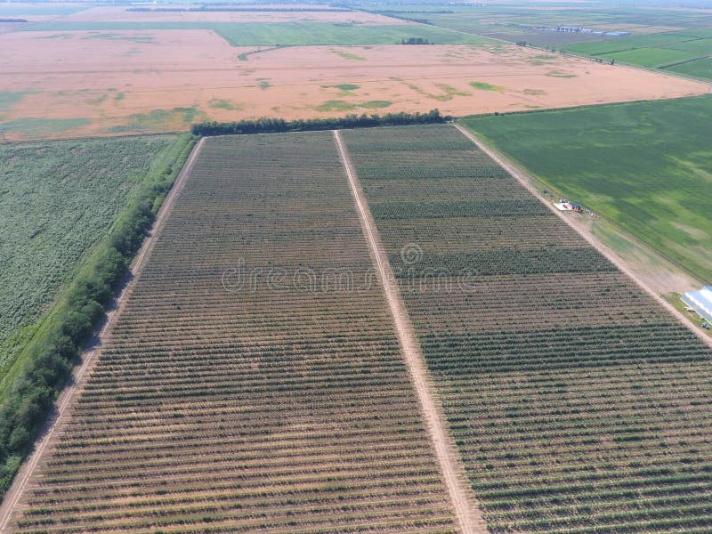 Top View of the Garden of Dwarf Apple Trees Stock Image - Image of ...