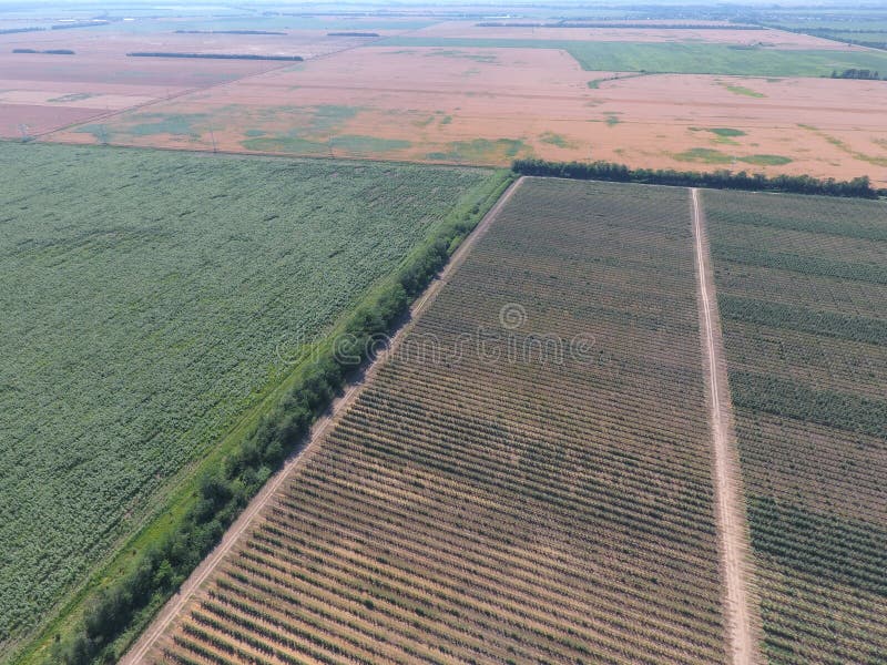 Top View of the Garden of Dwarf Apple Trees Stock Photo - Image of belt ...