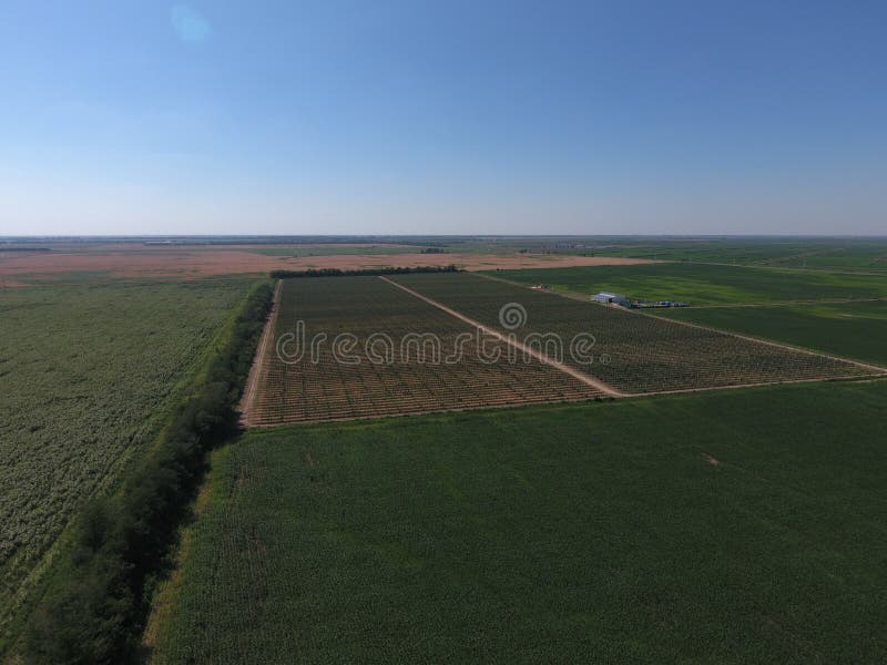 Top View of the Garden of Dwarf Apple Trees Stock Photo - Image of ...