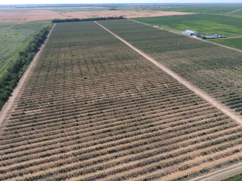 Top View of the Garden of Dwarf Apple Trees Stock Image - Image of ...