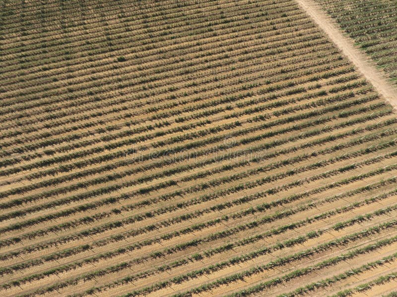 Top View of the Garden of Dwarf Apple Trees Stock Photo - Image of ...