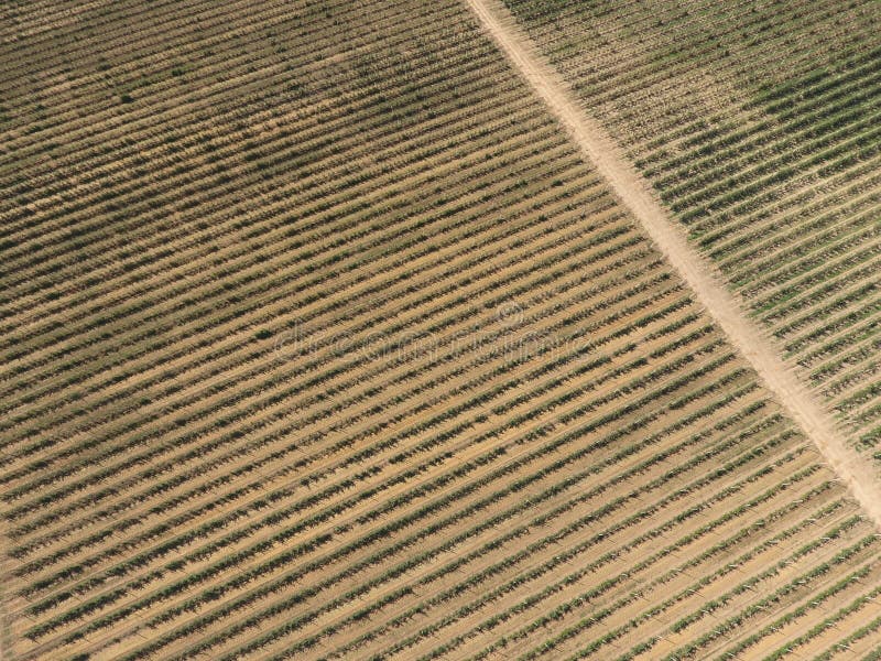 Top View of the Garden of Dwarf Apple Trees Stock Photo - Image of edge ...