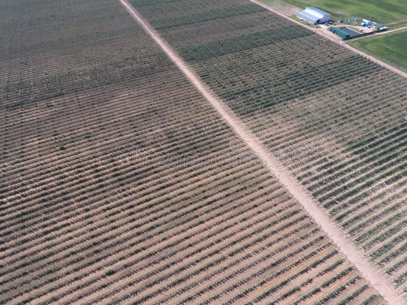 Top View of the Garden of Dwarf Apple Trees Stock Photo - Image of ...