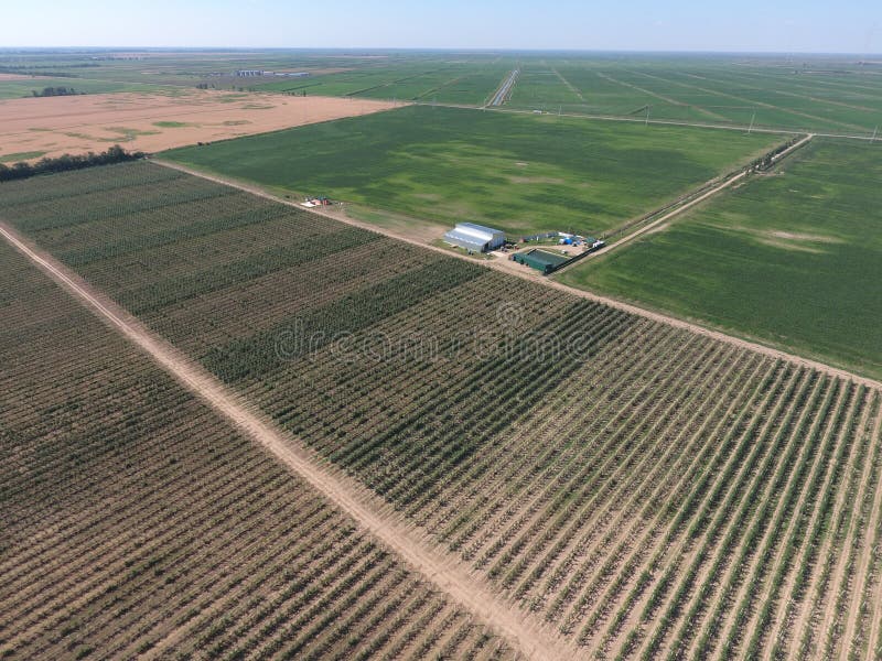 Top View of the Garden of Dwarf Apple Trees Stock Image - Image of ...