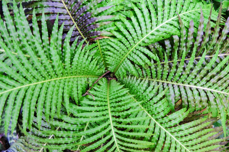 Top View of a Garden Fern Closeup Stock Image - Image of growth, green ...