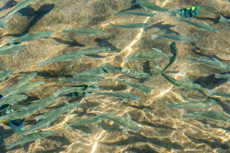 Top View of a Glistening Sea Water and Fish in the Water Stock Image ...