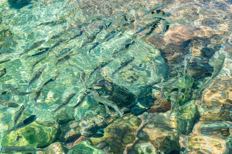 Top View of a Glistening Sea Water and Fish in the Water Stock Image ...