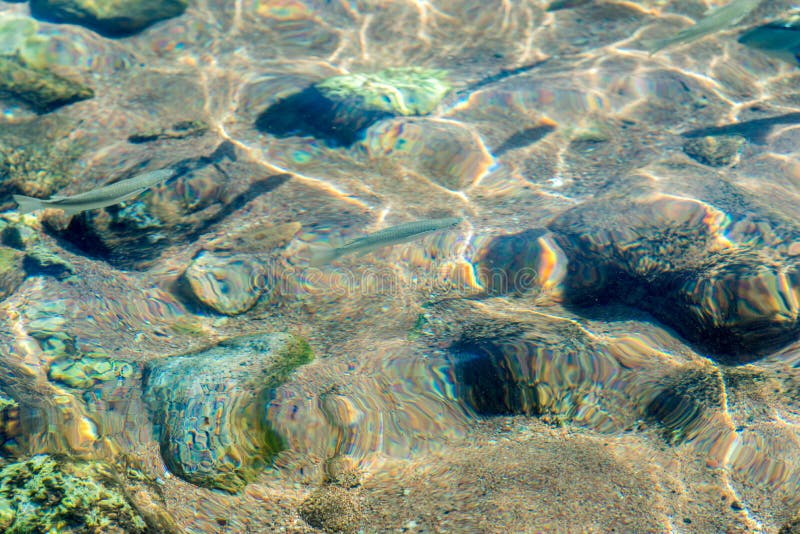 Top View of a Glistening Sea Water and Fish in the Water Stock Image ...