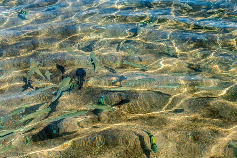 Top View of a Glistening Sea Water and Fish in the Water Stock Photo ...