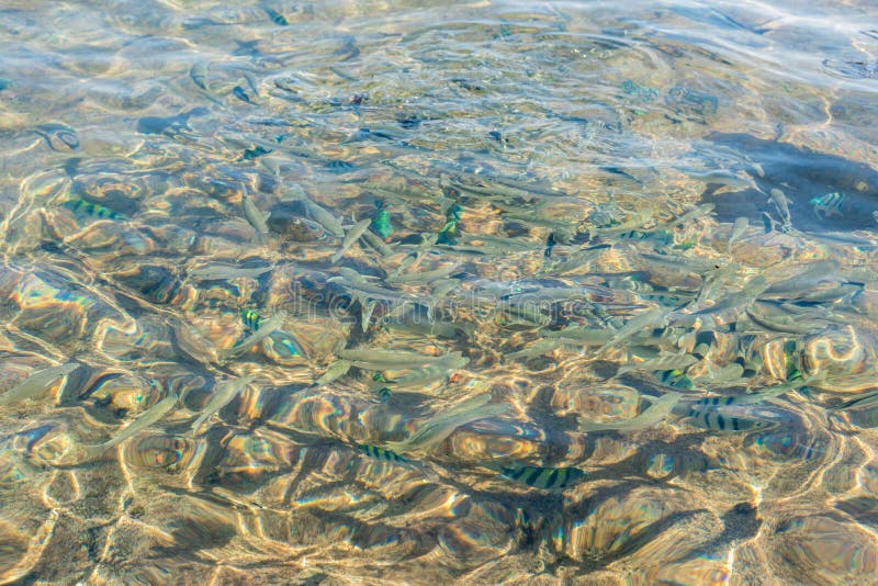 Top View of a Glistening Sea Water and Fish in the Water Stock Image ...