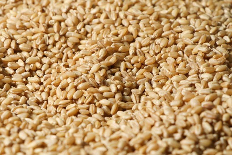 Top View of Grain Wheat. Whole Grain Wheat Stock Photo - Image of ...