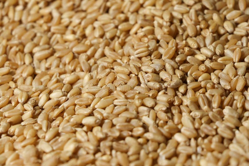 Top View of Grain Wheat. Whole Grain Wheat Stock Photo - Image of macro ...