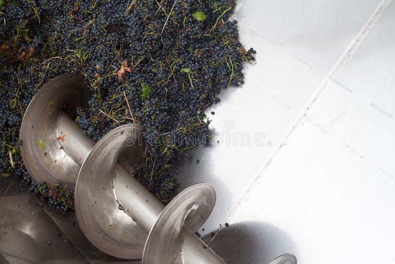Grape Processing with a Machine Stock Photo - Image of france, europe ...