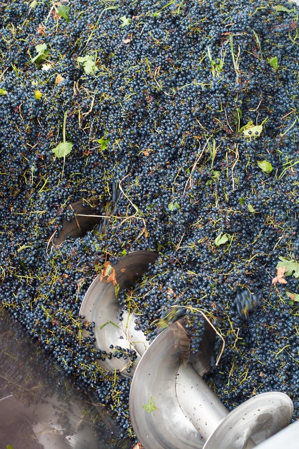 Grape Processing on the Machine. Crushing, Grinding, Sorting and ...