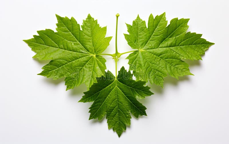 Top View of Grape Vine Leaf on White Background -Generative Ai Stock ...