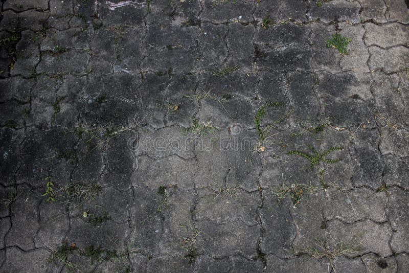 Top View the Grass is Born in Brick Blocks Background Stock Image ...