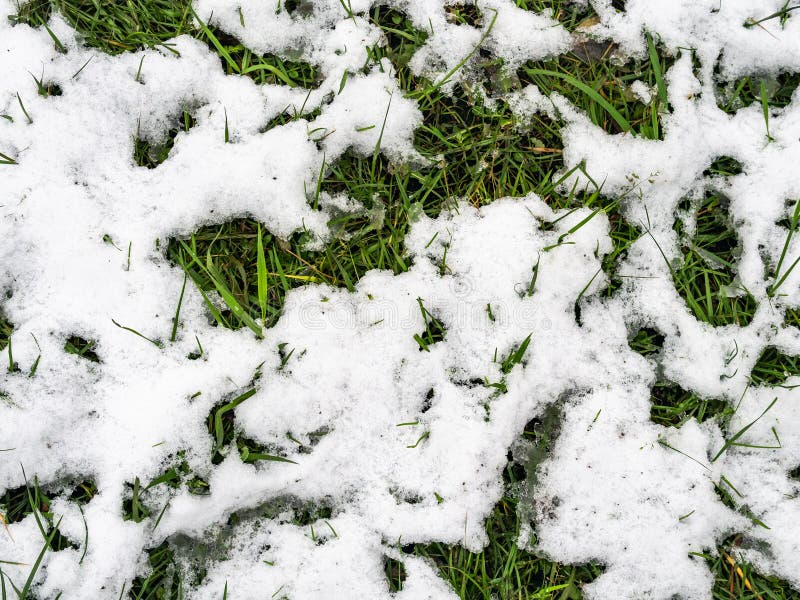Top View of Grass Snow-covered by the First Snow Stock Image - Image of ...