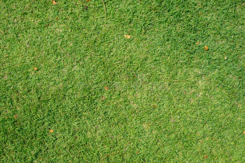 Landscape Top View Texture