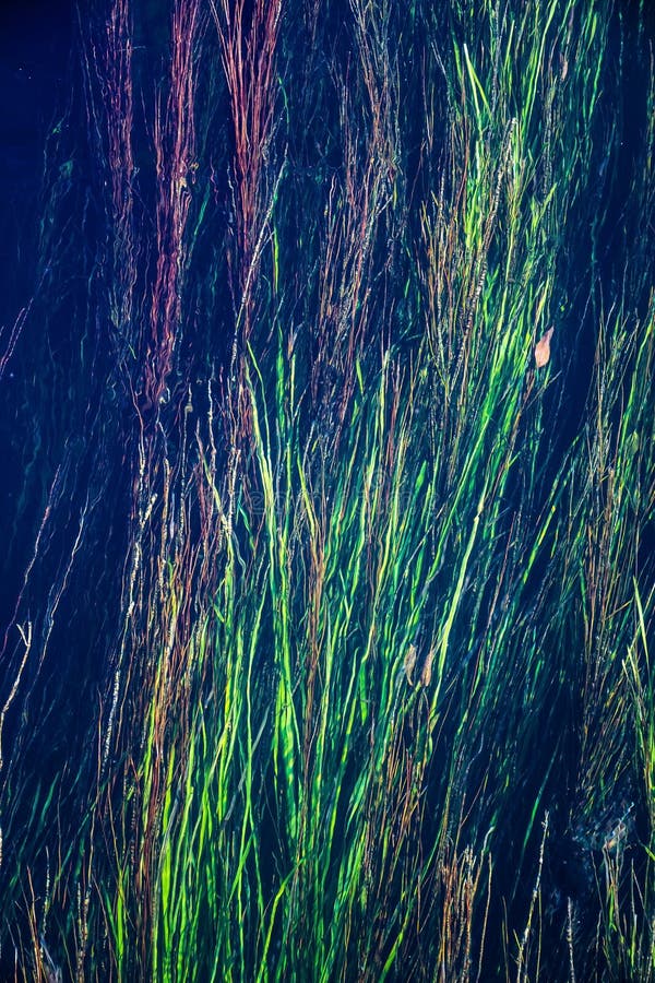 Pond Bottom Top View Plants Stock Photos - Free & Royalty-Free Stock ...