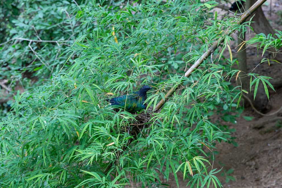 Top View of Great Argus Bird, Focus Selective Stock Image - Image of ...