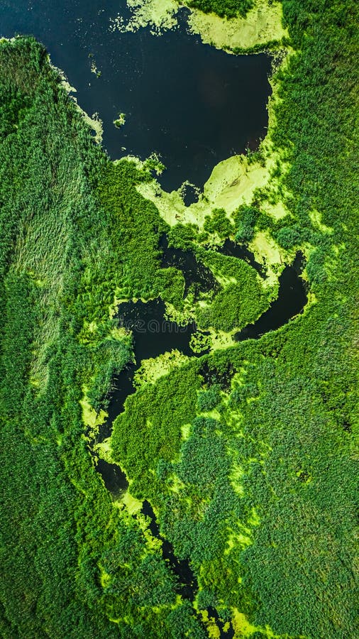 Top View of Green Algae on the River in Spring Stock Image - Image of ...
