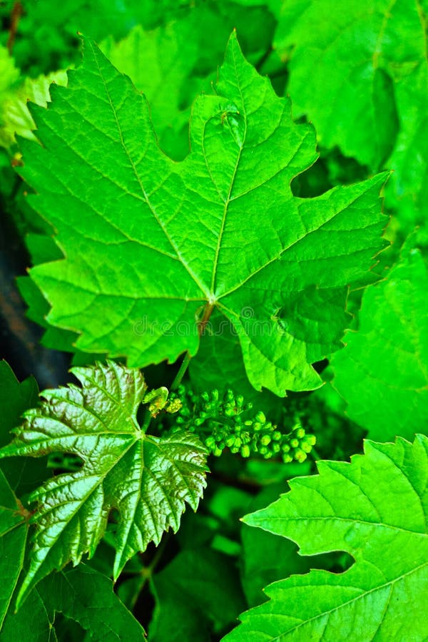 Top View of the Green Branches. Background Greenery, Texture. Stock ...