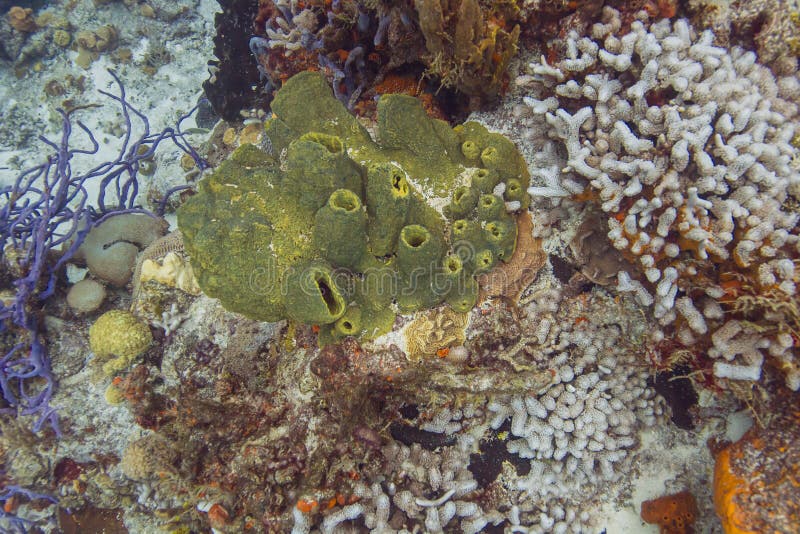 Branching tube sponge stock image. Image of island, roatan - 17680887