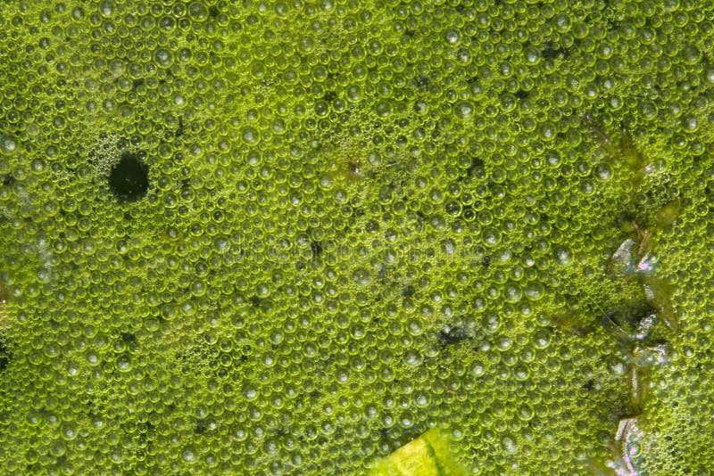 Bubbles on Swamp Water Surface Stock Image - Image of color, dirty ...