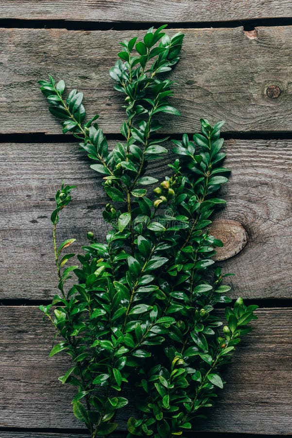 Top View of Green Buxus Branches Stock Image - Image of branches ...