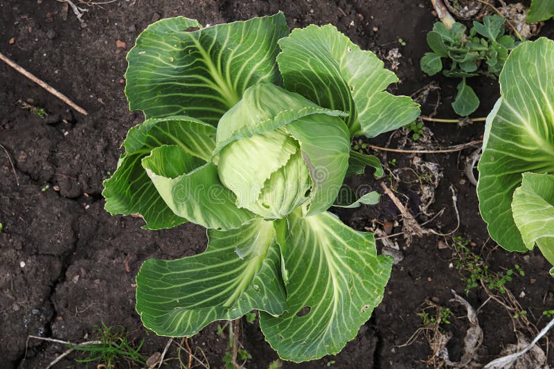 Top View of Green Cabbage Heads Growing in the Garden Stock Image ...