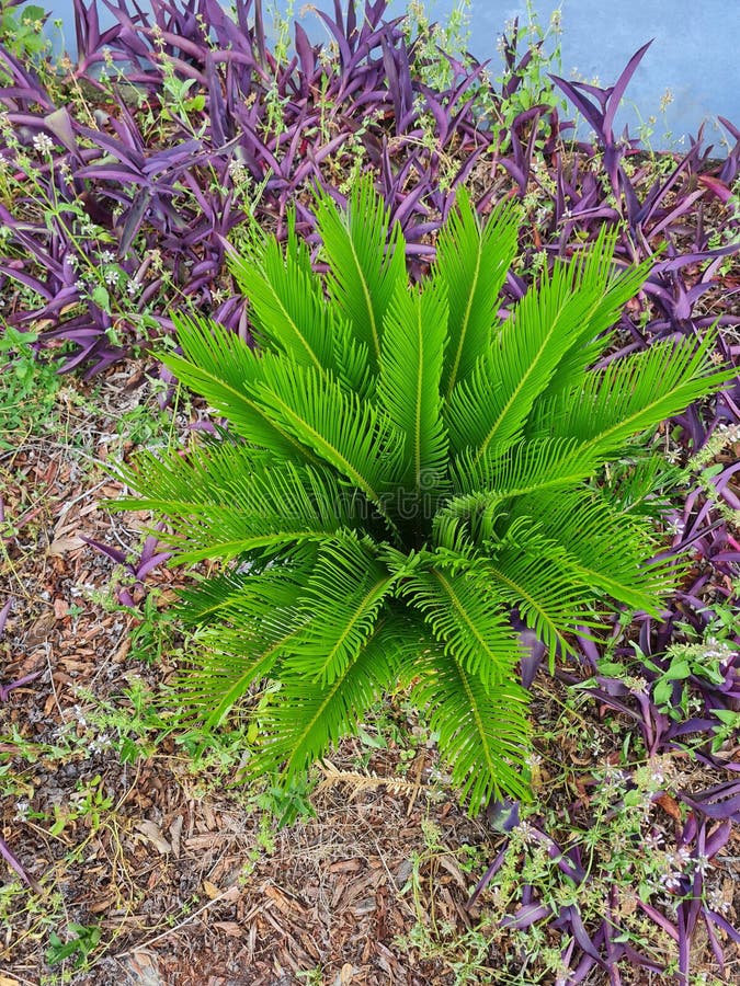 Top View of Green Fern Bush Growing in a Park Stock Photo - Image of ...