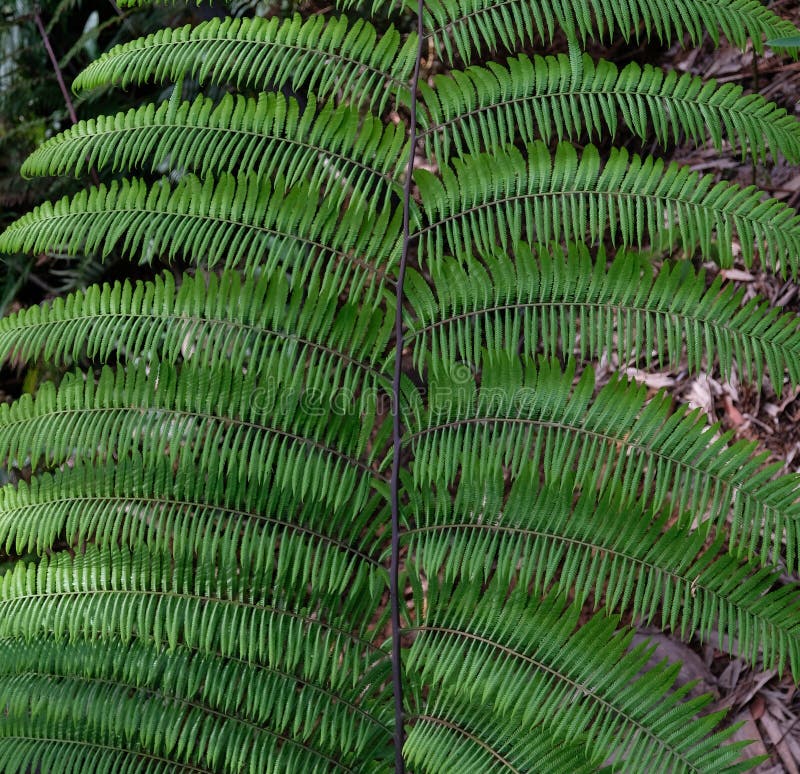 Top View of a Green Fern Leaf in a Jungle Stock Photo - Image of life ...