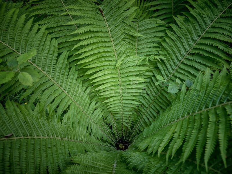 Top View of Green Fern Plant Stock Photo - Image of beauty, jungle ...