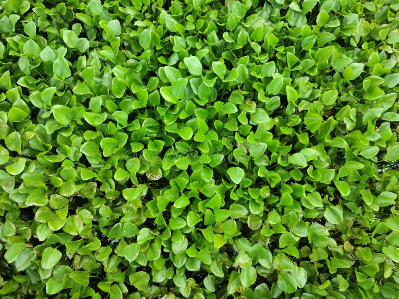 Top View of Green Floating Plants.Floating Green Leaves Stock Photo ...