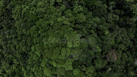 Top View Green Forest Surface Texture and Background, Eco Texture and ...