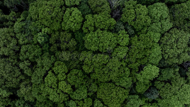 Top View Green Forest Tree Texture and Background, Green Forest and ...