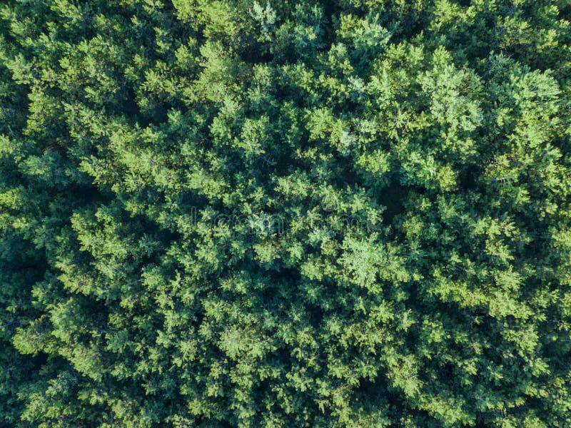 Top View of the Green Forest Trees Stock Image - Image of abstract ...