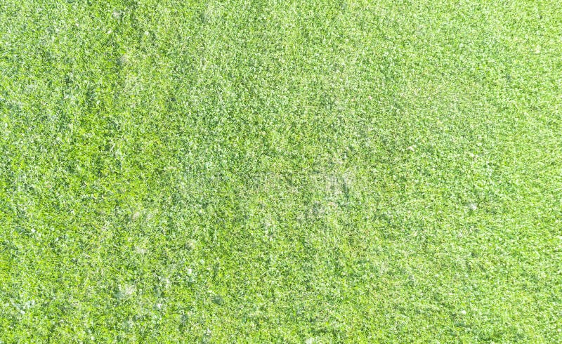 Top View of Green Fresh Summer Lawn. Aerial View from the Drone. Green ...