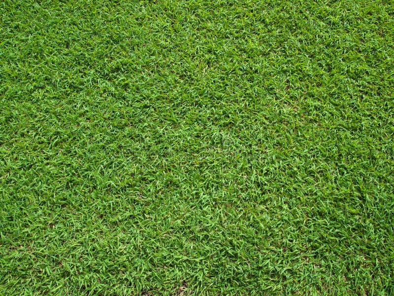 Top View of Green Grass stock image. Image of football - 16506937