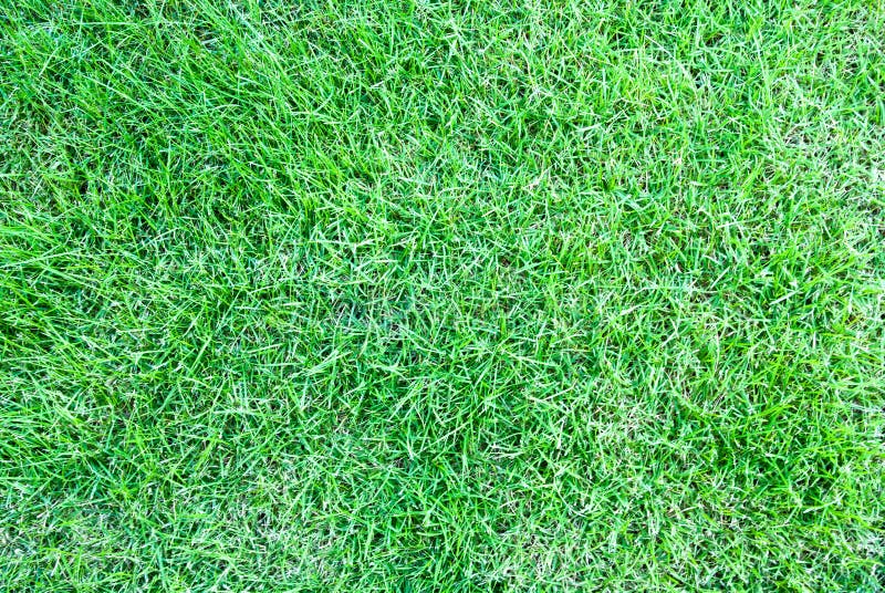 11,442 Texture Lawn Grass Top View Stock Photos - Free & Royalty-Free ...