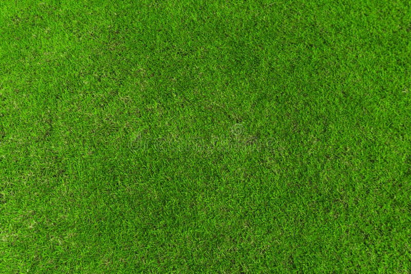 Top View Of An Area Covered With Green Grass For A Sports Court Natural Texture Background