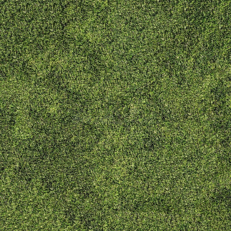 Top View of Green Grass with a Short-cropped Texture Stock Image ...