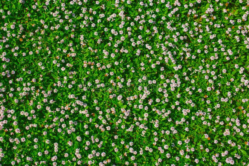 Top View of Green Grass with Small White Flowers Stock Photo - Image of ...