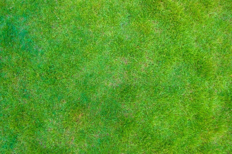 Top View of Green Grass Texture Background. Stock Image - Image of ...